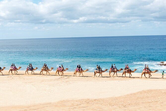 Camel Ride Adventure in Los Cabos Beach Safari & Tequila Tasting - Tequila Tasting and Mexican Flavors