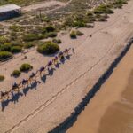 Camel Ride in Los Cabos with Buffet Food and Beer - The Value and Overall Experience
