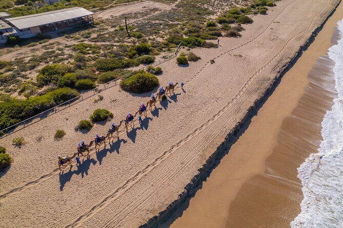 Camel Ride in Los Cabos with Buffet Food and Beer - The Value and Overall Experience