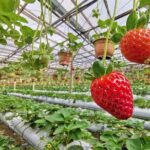 Cameron Highlands Full Day Nature Tour - Practical Details & Considerations