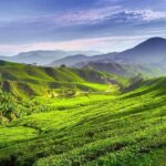 Cameron Highlands Private Day Tour from Kuala Lumpur - FAQs