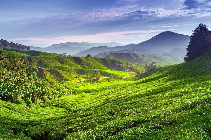 Cameron Highlands Private Day Tour from Kuala Lumpur - FAQs