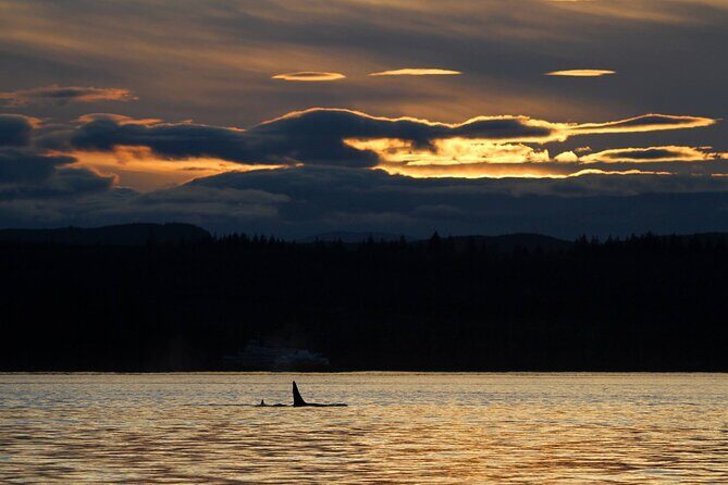 Campbell River, BC: 2 Hour Coastal Sunset Tour By Boat - Who Will Love This Tour?