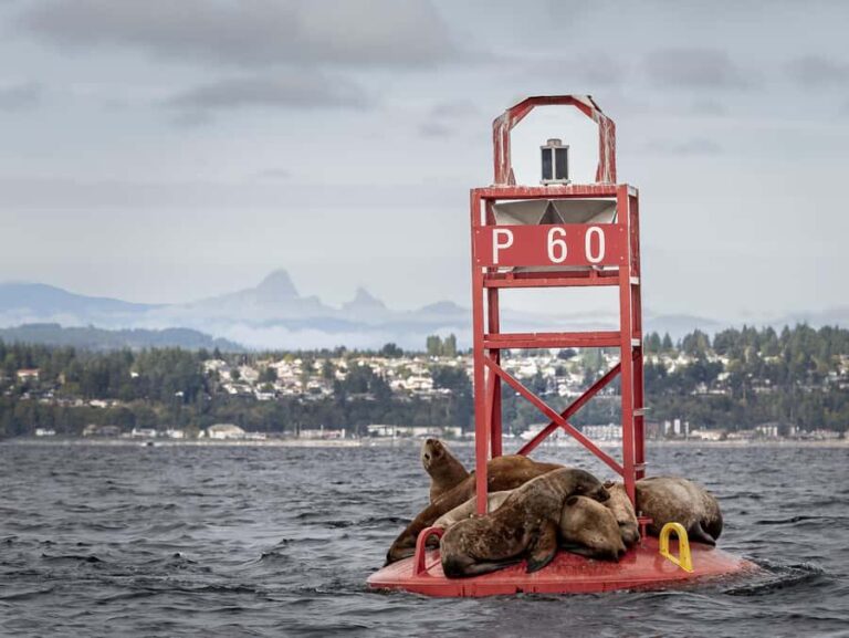 Campbell River - Private scenic boat tour - What to Expect During Your Tour