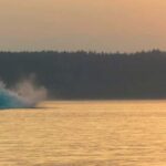 Campbell River: Sunset Salish Sea Whale Watching Tour - Who Will Love This Tour?