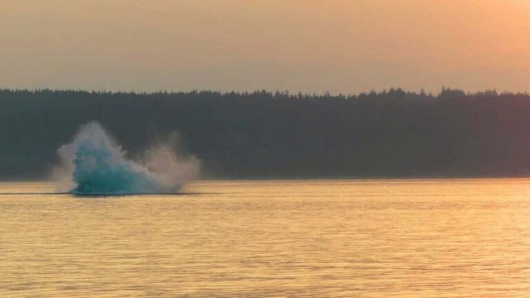 Campbell River: Sunset Salish Sea Whale Watching Tour - Who Will Love This Tour?