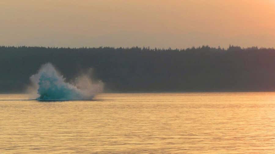 Campbell River: Sunset Salish Sea Whale Watching Tour - Who Will Love This Tour?