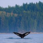 Campbell River - Whale Watching: Private & budget-friendly - Final Thoughts