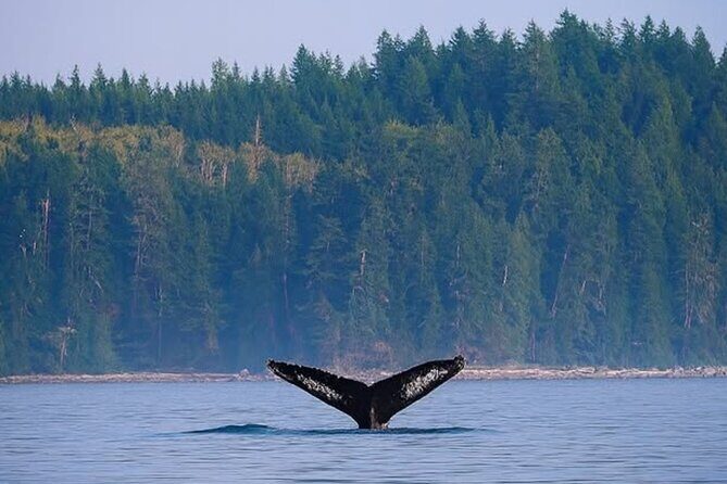 Campbell River - Whale Watching: Private & budget-friendly - Final Thoughts