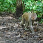 Can Gio Forest day trip by speedboat - Analyzing the Value