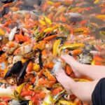 Can Tho: Con Son Islet Tour & Local Cake Making - Floating Koi Fish Farm and Foot Massage