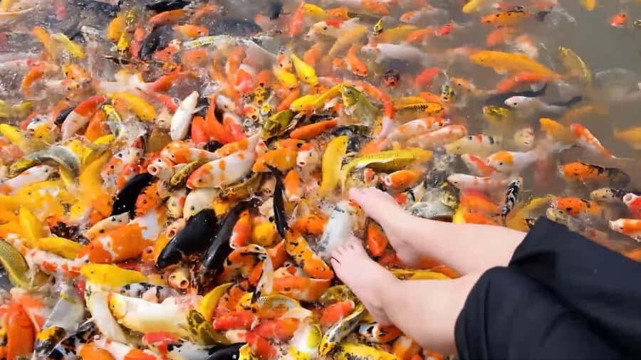 Can Tho: Con Son Islet Tour & Local Cake Making - Floating Koi Fish Farm and Foot Massage