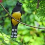 Cancún: Birds Photography Expedition with Transportation - The Itinerary: What to Expect