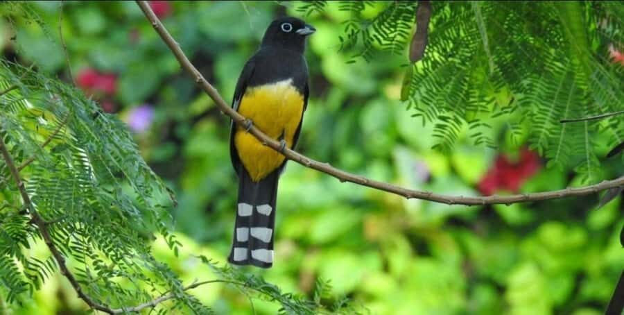 Cancún: Birds Photography Expedition with Transportation - The Itinerary: What to Expect