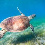 Cancun: Sea turtles and Cenote Tour With Pick Up from your Hotel - FAQs