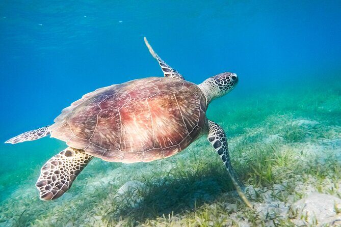 Cancun: Sea turtles and Cenote Tour With Pick Up from your Hotel - FAQs