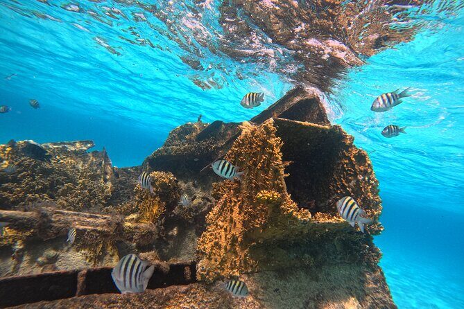 Cancun Snorkeling Adventure - Who Will Love This Tour?