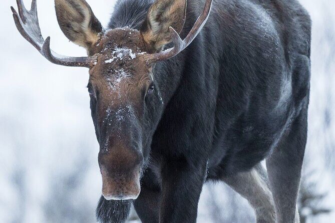 Canmore Evening Wildlife Viewing Tour 2.5hr Photo Drive - The Atmosphere and Group Dynamics