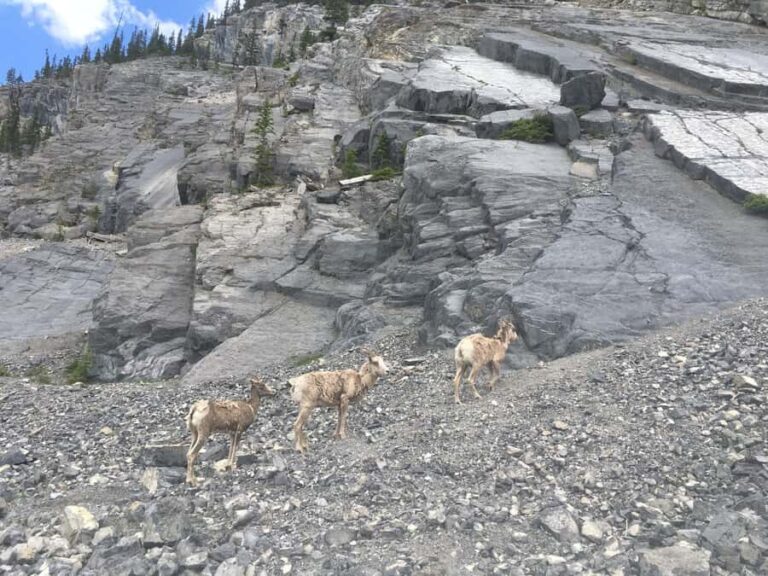 Canmore: Ha Ling Peak & Summit - What Makes This Tour Special