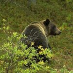 Canmore: Morning Wildlife Viewing Tour in Banff National Park - Why This Tour Offers Good Value