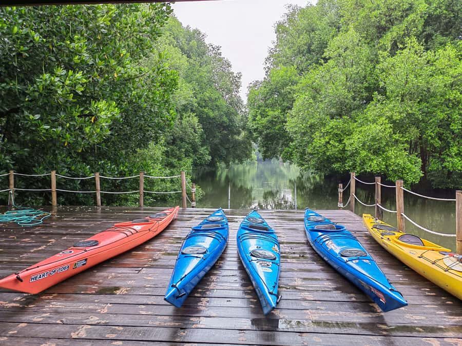Canoeing Mangrove Experience in Jakarta - What Makes This Experience Stand Out