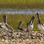 Capers Island Wildlife Exploration - Who Should Skip This Tour?