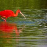 Caroni Swamp wildlife Tour - The Experience’s Strengths and Considerations