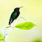 Castries, St. Lucia  Guided Birdwatching Tour - Detailed Itinerary Breakdown