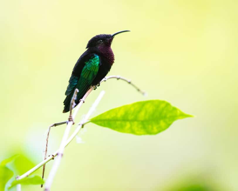 Castries, St. Lucia  Guided Birdwatching Tour - Detailed Itinerary Breakdown