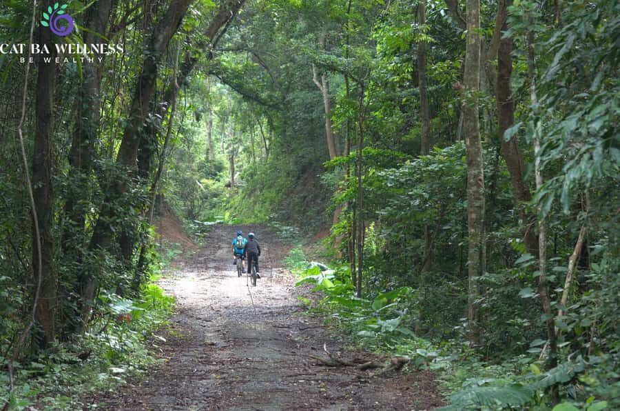 Cat Ba Island: National Park Cycling Tour with Picnic Lunch - The Scenic Route and Key Stops