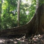 Cat Tien National Park Day Trip with Trekking and Cycling - What the Reviews Highlight