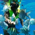 Catalina Island: Day Trip - Best Snorkeling! - The Bottom Line
