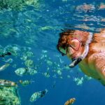 Catalina Island DayTrip + Great Snorkeling - What the Tour Offers – and What It Doesn’t