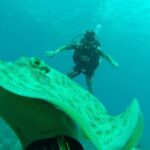 Catalina Island Diving - An In-Depth Look at Catalina Island Diving