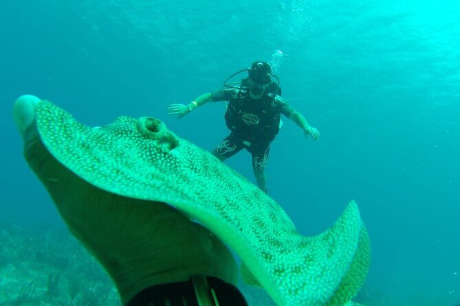 Catalina Island Diving - An In-Depth Look at Catalina Island Diving