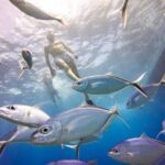 Catalina Island Scuba Diving Adventure The Wall & The Aquarium - Exploring The Wall: A Dramatic Underwater Drop-off