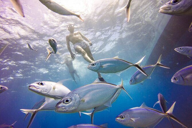 Catalina Island Scuba Diving Adventure The Wall & The Aquarium - Exploring The Wall: A Dramatic Underwater Drop-off