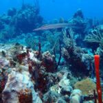 Catalina Island Scuba Diving - Amazing Full Day Tour! - Authentic Perspectives from Travelers