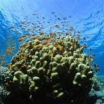 Catalina Island Scuba Diving and Snorkeling Tour from Punta Cana - Who Should Consider This Tour?