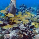 Catalina Island Snorkel Excursion from Punta Cana - What’s Not So Great?