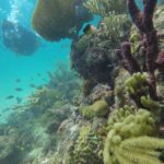 Catalina Island With Scuba Diving - Amazing Full Day Tour Activity - Transportation and Practicalities