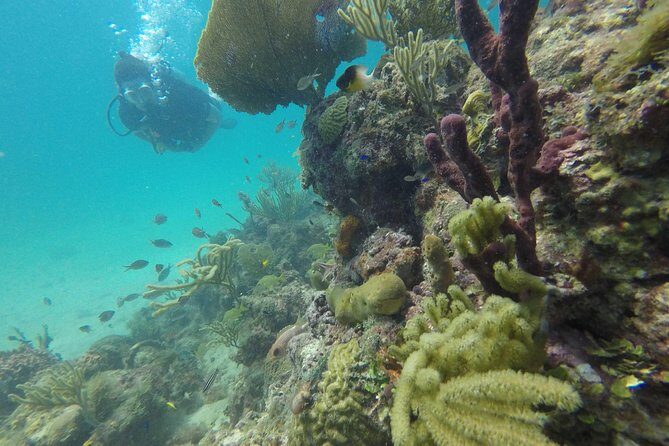 Catalina Island With Scuba Diving - Amazing Full Day Tour Activity - Transportation and Practicalities