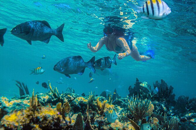 Catamaran along the Riviera Maya Snorkel food and open bar - What’s Included and What to Expect