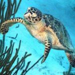 Catamaran Snorkel & BBQ Sail (cruise friendly) - The Itinerary: What Does the Day Look Like?