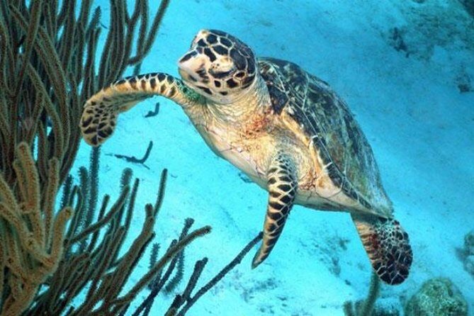 Catamaran Snorkel & BBQ Sail (cruise friendly) - The Itinerary: What Does the Day Look Like?