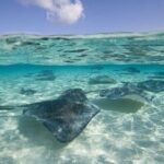 Cayman Combo Tour: Starfish Point, Stingray City & Coral Gardens - The Experience: What Travelers Say