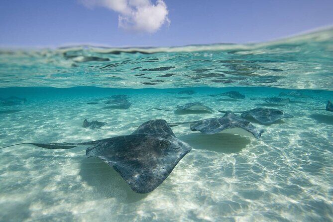 Cayman Combo Tour: Starfish Point, Stingray City & Coral Gardens - The Experience: What Travelers Say