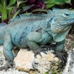 CaymanVisitor Hide & Seek GeoTour Self-Drive Tour - Final Thoughts