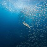 Cebu: Moalboal Sardines Run & Kawasan Falls Canyoneering - Why This Tour Represents Good Value