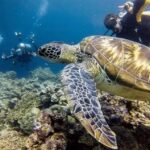 Cebu: Moalboal Tour with Canyoneering - What’s Included and How It Works